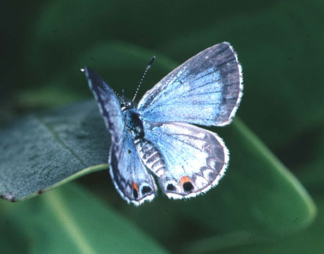 The Miami Blue, a Butterfly on the Brink | Bird decline, insect decline ...